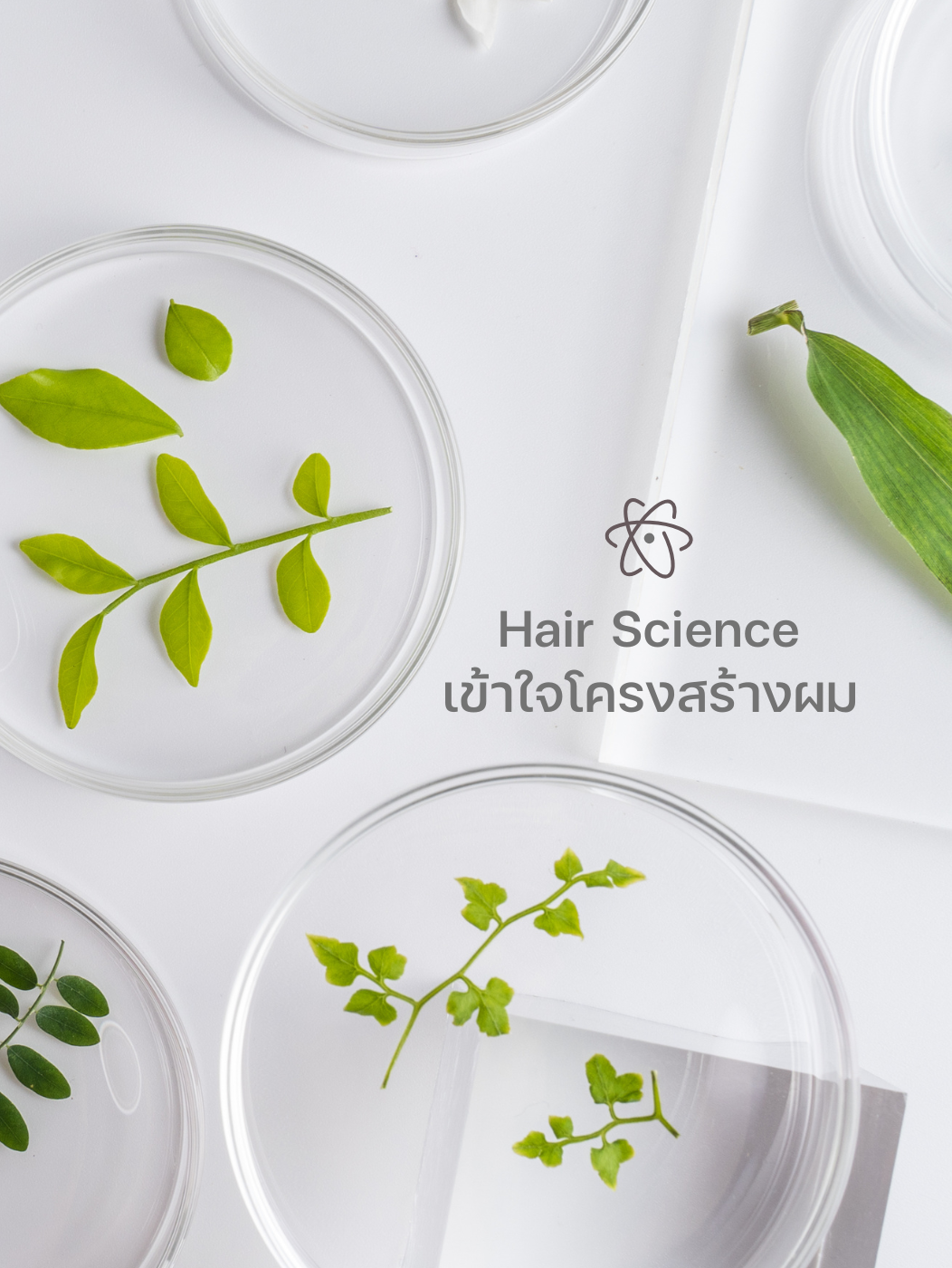 Hair Science เข้าใจ โครงสร้างผม และวิธีซ่อมแซมความเสียหาย - Blue Salon ...
